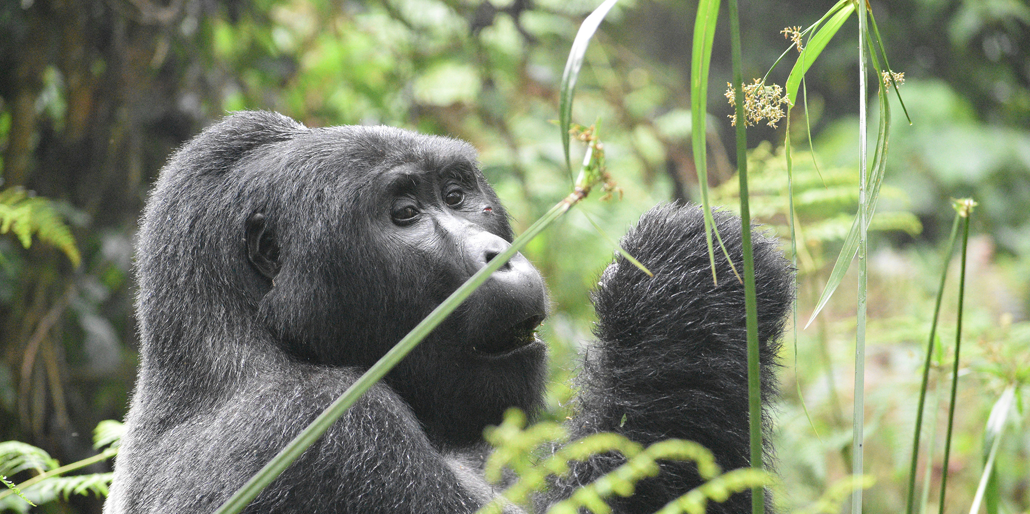 Rwanda – Destination Guide - Best In Travel